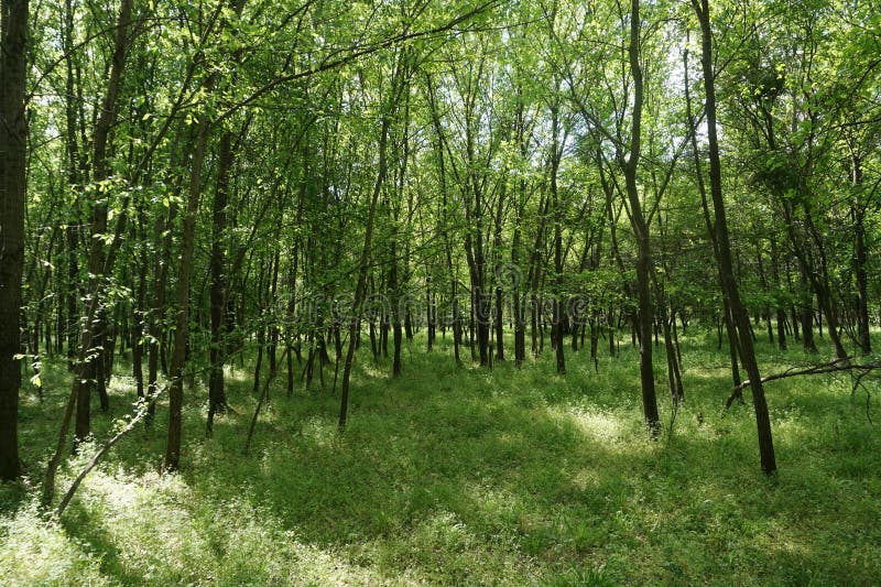 Young Trees in the Deciduous Forest on the Sunny Spring Day. Romania ...