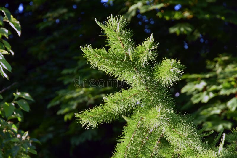 Young Trees in the Forest, Color Photo Stock Photo - Image of rough ...