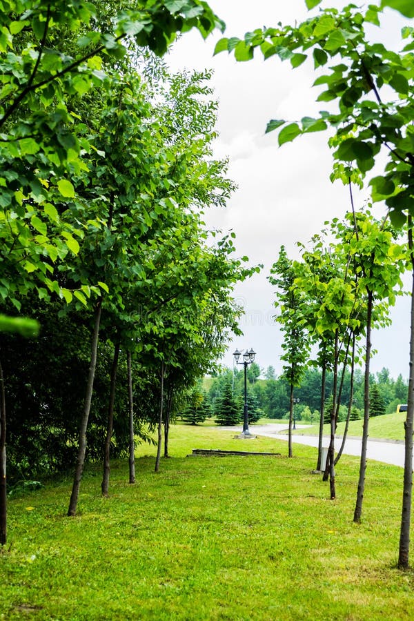 Young trees and grass stock image. Image of green, gardening - 218457801
