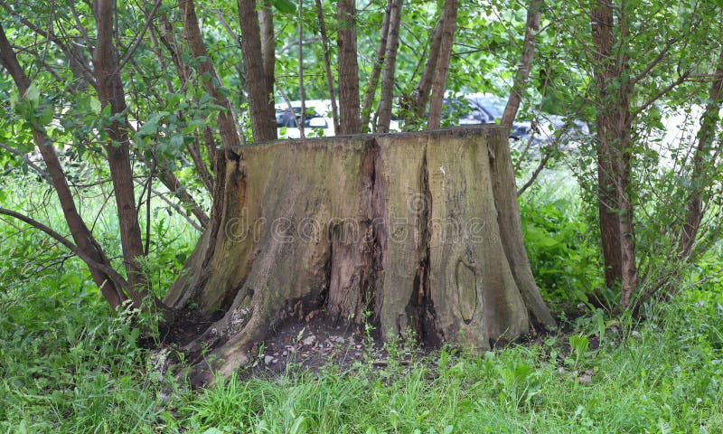 Young Trees Grow Around a Large Old Stump Stock Image - Image of grass ...