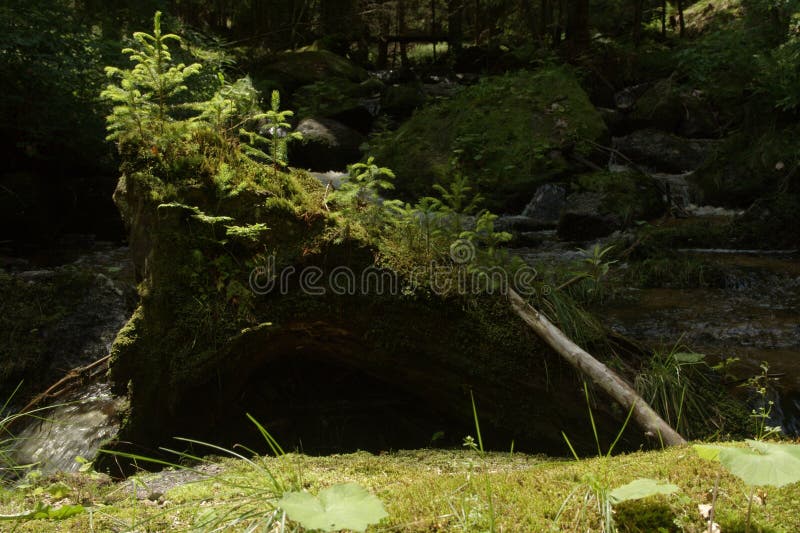 Young Trees Growing at the Root of an Uprooted Tree. Stock Image ...