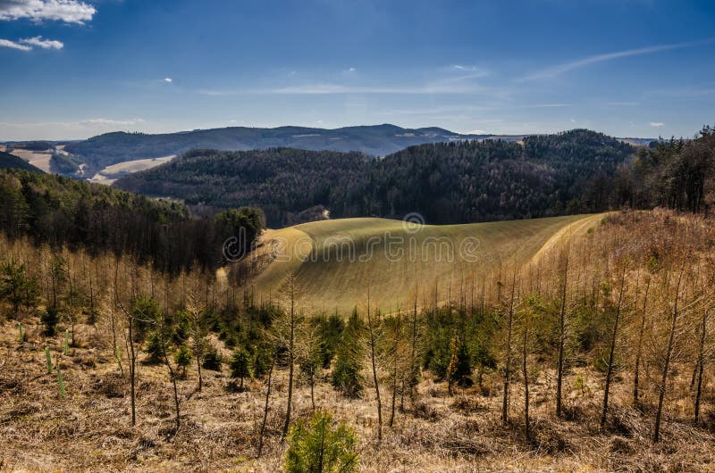 Young Trees in Hilly Landscape Stock Image - Image of mountain ...