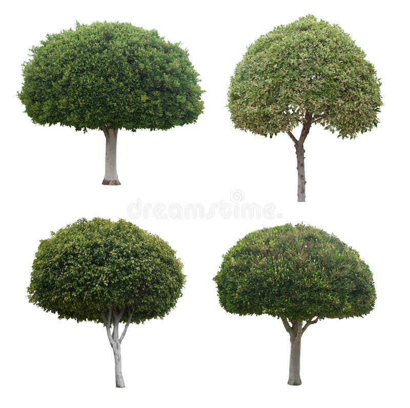 Isolated trees stock photo. Image of detail, white, tree - 29085166
