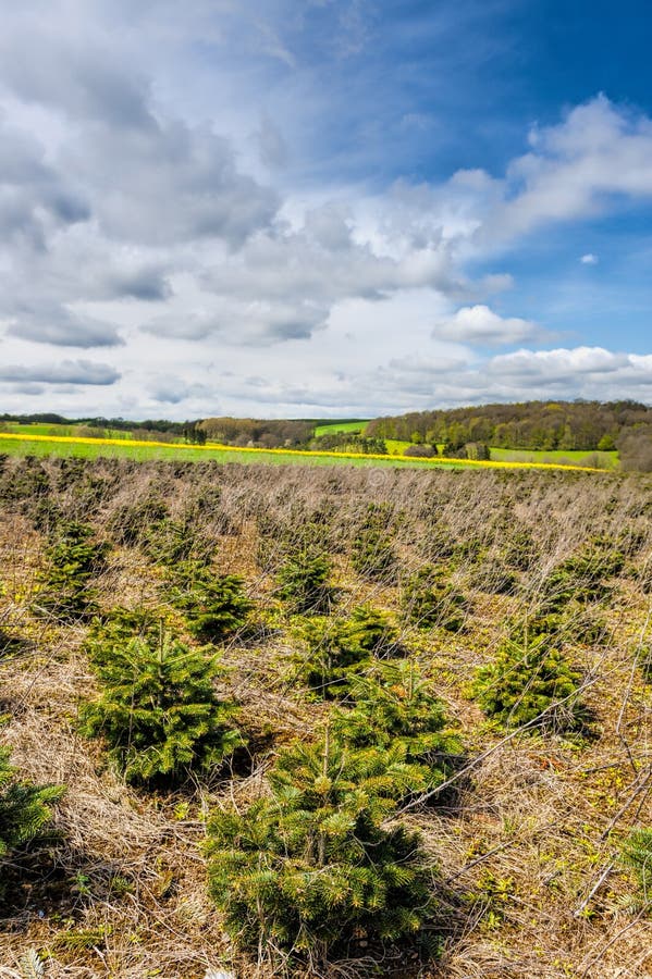 Young Trees in the Nursery stock photo. Image of hill - 84095546