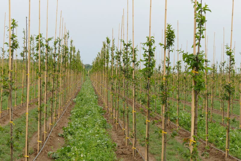 3,361 Row Young Trees Stock Photos - Free & Royalty-Free Stock Photos ...