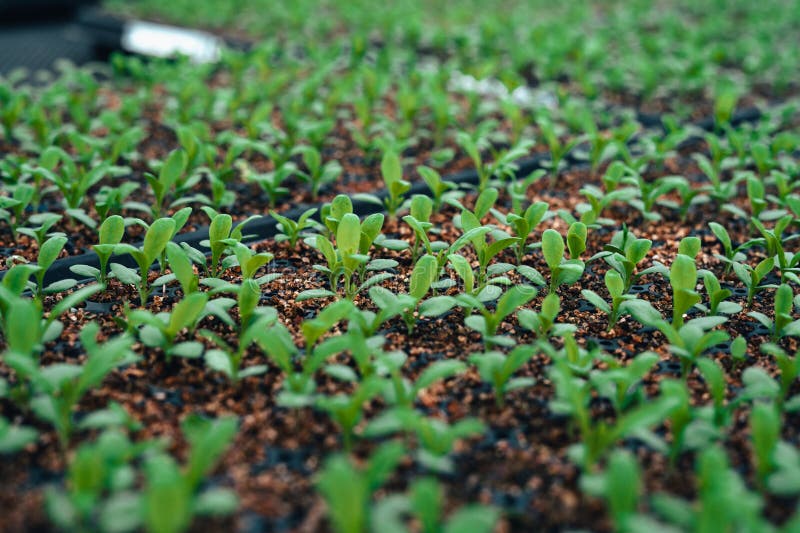 Young Trees in the Planting Plot Stock Photo - Image of gardening ...