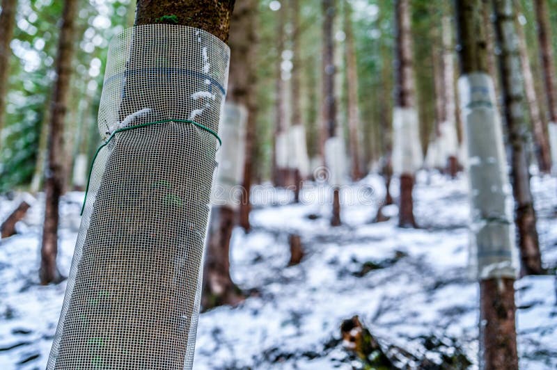 Young Trees Protected with a Plastic Net Against Animals. Enviroment ...