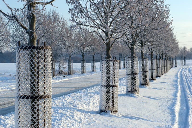 Young trees in protection stock photo. Image of iron - 17585434