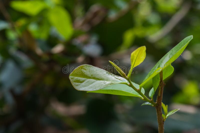 Young Trees in the Spring Forest, Fresh Air Stock Photo - Image of ...