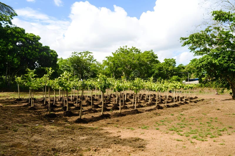 Young Trees Stand in Neat Rows on a Sunlit Patch of Land Surrounded by ...