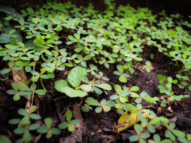 Young Trees Under the Big Tree Stock Photo - Image of cute, fresh ...