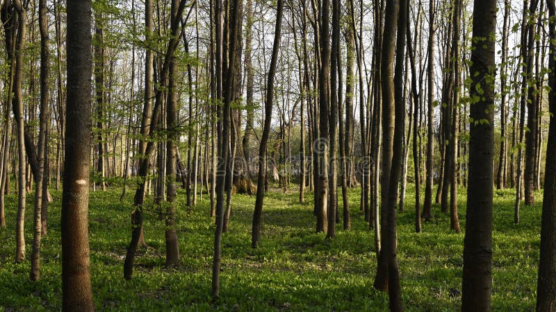 Young trees young forest stock image. Image of nature - 146461357