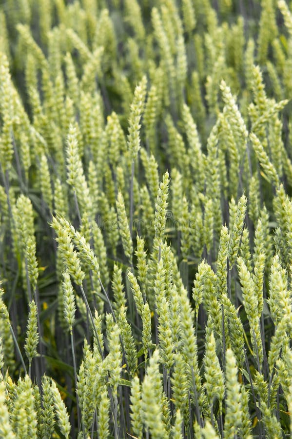 Triticale - Triticosecale stock photo. Image of sowing - 16325936