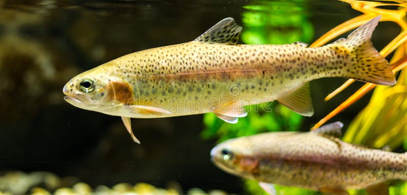 Young Trout Fish Swims in the Swift, Shallow, Cold Mountain Ayun River ...