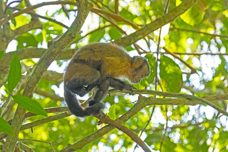 A Young Tufted Capuchin Monkey in the Trees Stock Photo - Image of alta ...
