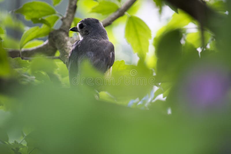 508 Titmouse Bush Stock Photos - Free & Royalty-Free Stock Photos from ...