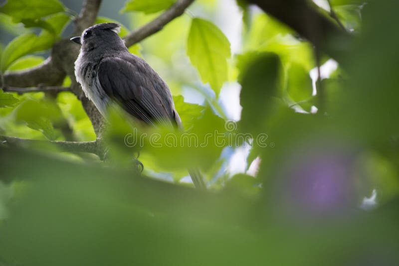 478 Titmouse Bush Stock Photos - Free & Royalty-Free Stock Photos from ...