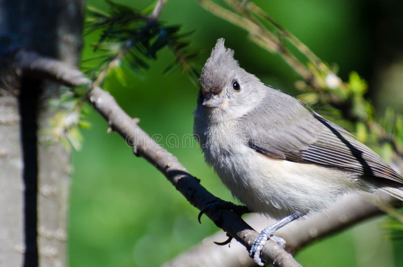 Young Tufted Titmouse Perched on a Branch Stock Image - Image of ...