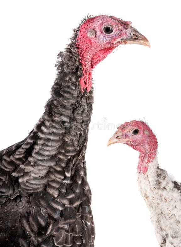 Young turkey stock image. Image of horizontal, white - 11867633