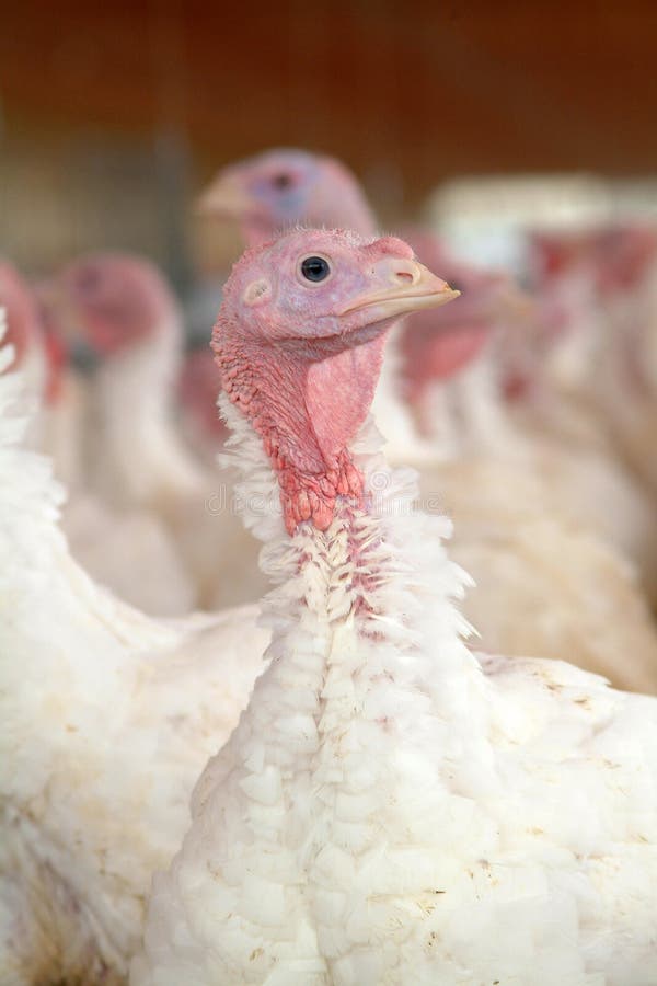 Young turkey stock image. Image of animal, farm, feathery - 1590507