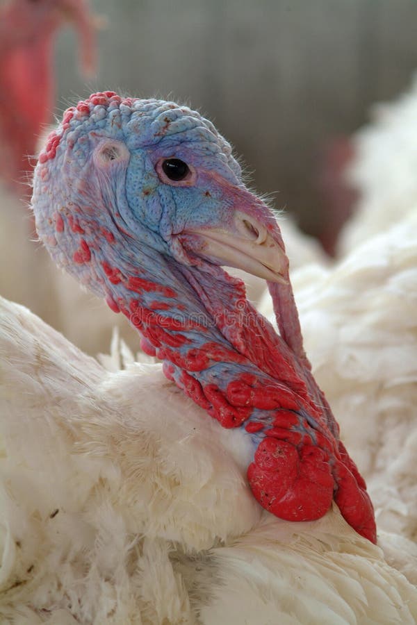 Turkey Eye stock image. Image of turkey, animal, poultry - 878401
