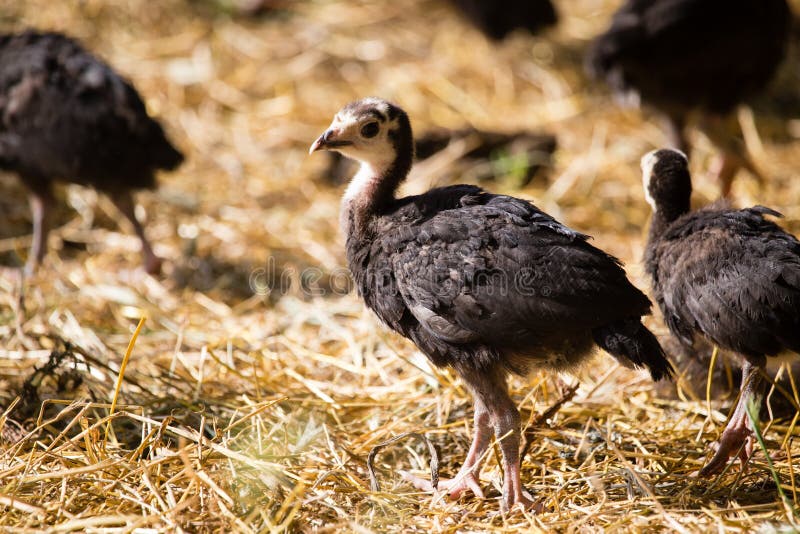 Young turkey on the farm stock photo. Image of brown - 97399562