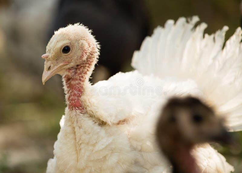 Young Tom Turkey stock image. Image of nature, wild, bird - 6838241