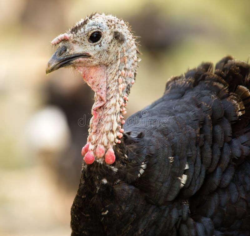 Young turkey on the farm stock photo. Image of brown - 97741742