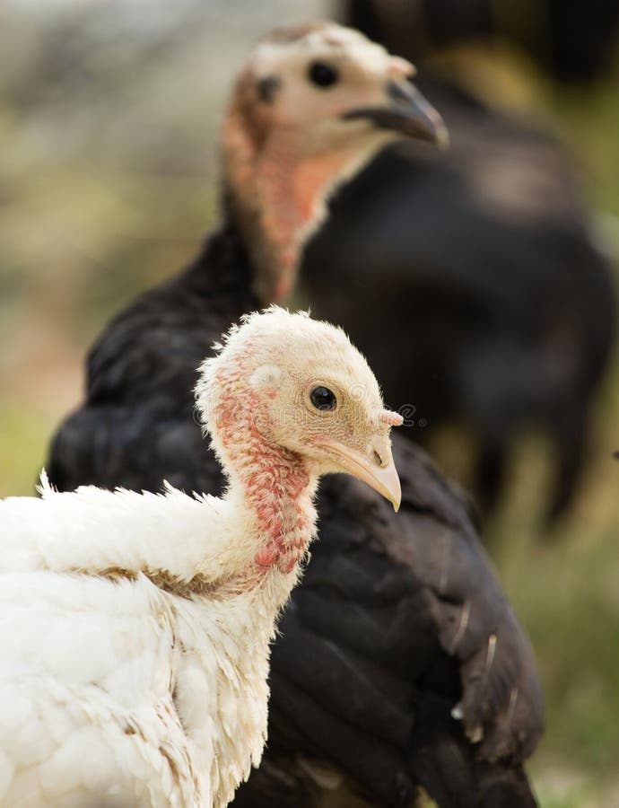 Young turkey on the farm stock image. Image of female - 98035789