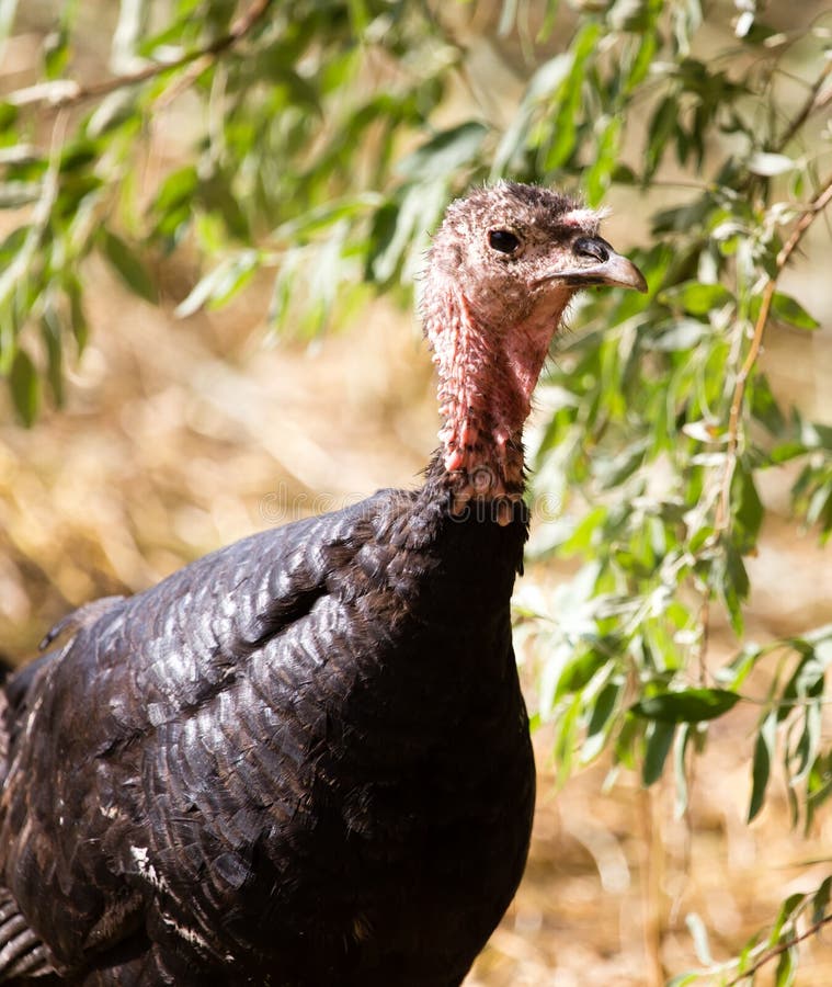 Young turkey on the farm stock photo. Image of rural - 98036132