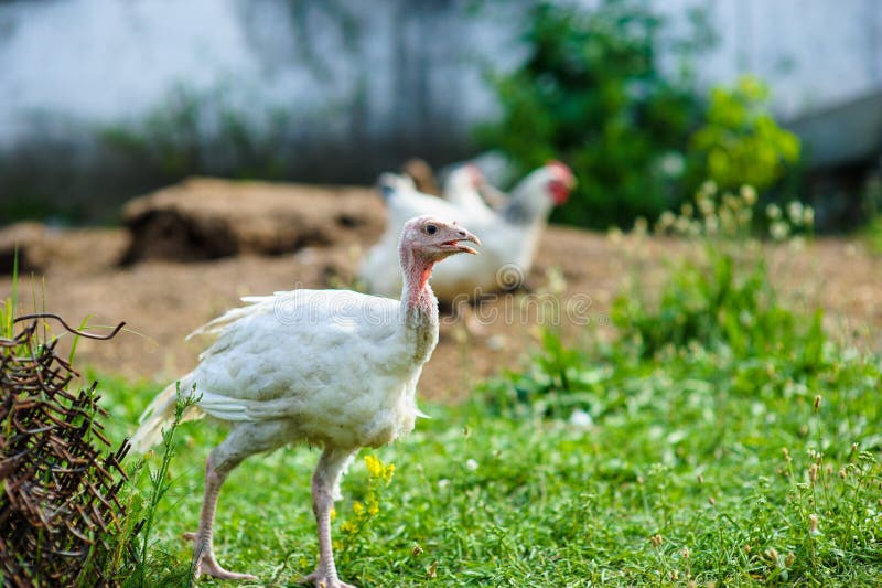 Young turkey on a farm stock photo. Image of domestic - 166190936