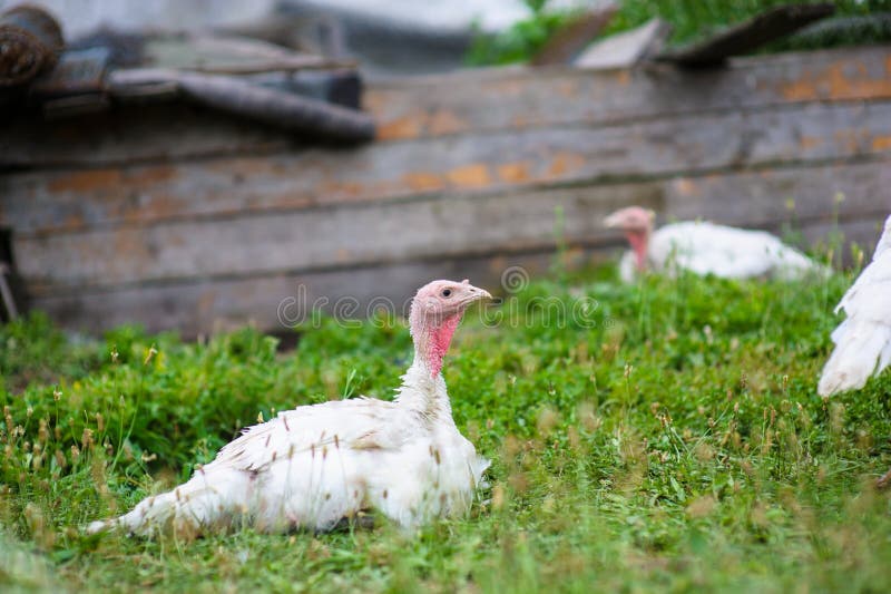 Young turkey on a farm stock image. Image of male, bristle - 166191051