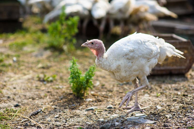 Young turkey on a farm stock image. Image of fowl, face - 166191077
