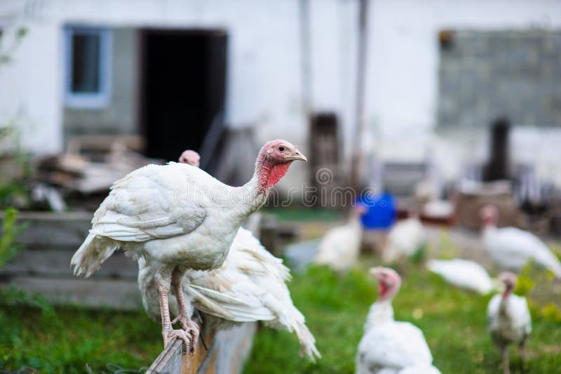 Young turkey on a farm stock photo. Image of head, cockerel - 166191142