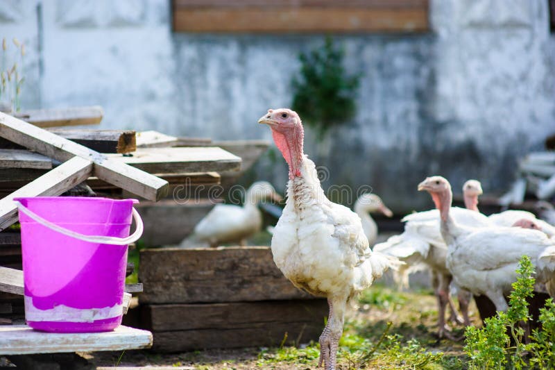 Young turkey on a farm stock photo. Image of food, beak - 166191178