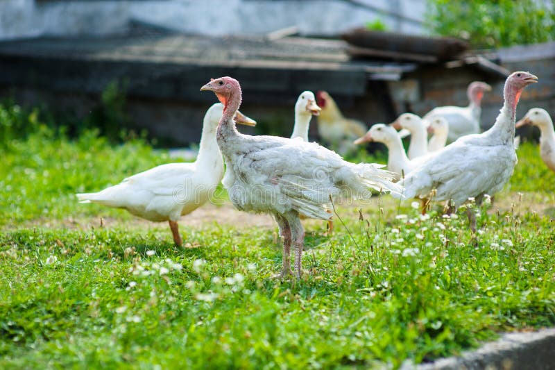 Young turkey on a farm stock photo. Image of cockerel - 166191210
