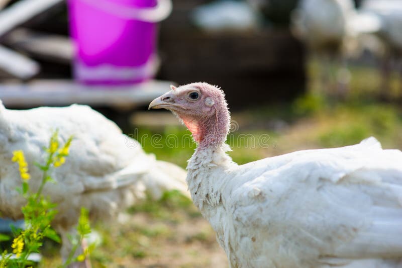Young turkey on a farm stock image. Image of male, chicken - 166191221