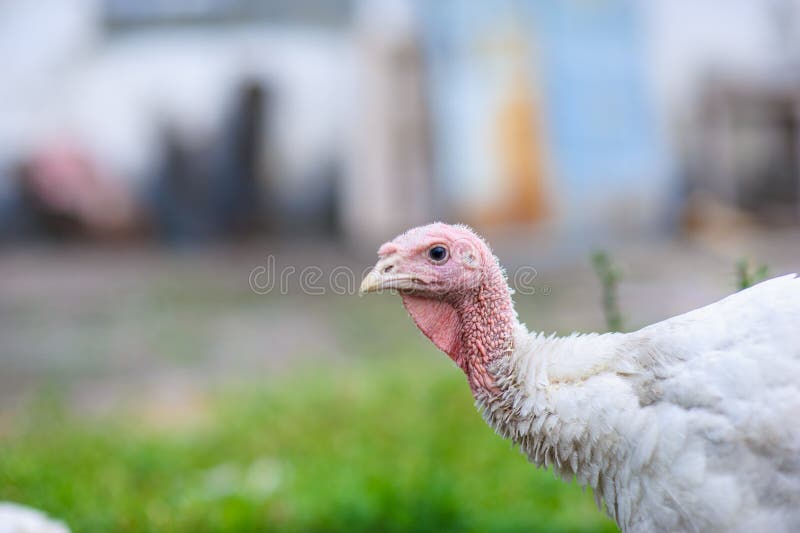 Young turkey on a farm stock photo. Image of cockerel - 166191228
