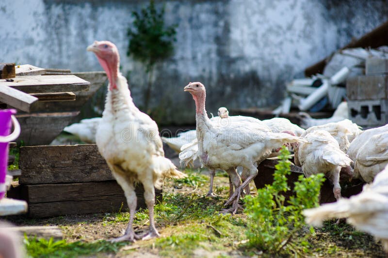 Young turkey on a farm stock photo. Image of fowl, gobbler - 166191230