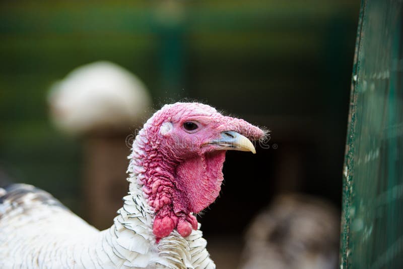 Young turkey on a farm stock photo. Image of feather - 166194626