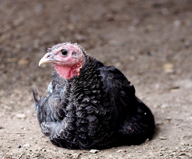 Young Turkey stock image. Image of feathers, turkey, fowl - 55539471