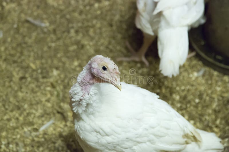 Young Turkey stock photo. Image of bird, turkey, feathers - 57194974