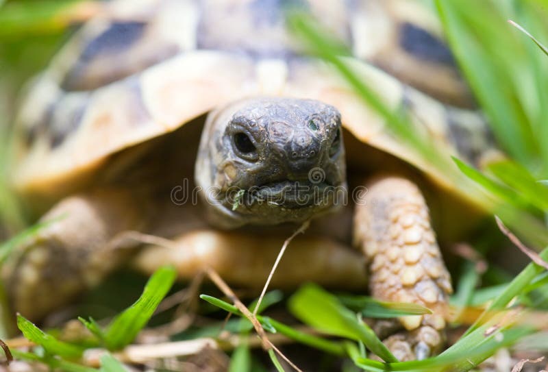 Young turtle stock photo. Image of profile, garden, small - 10302948