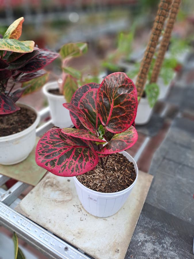 Young turtle croton tree stock photo. Image of croton - 263885320