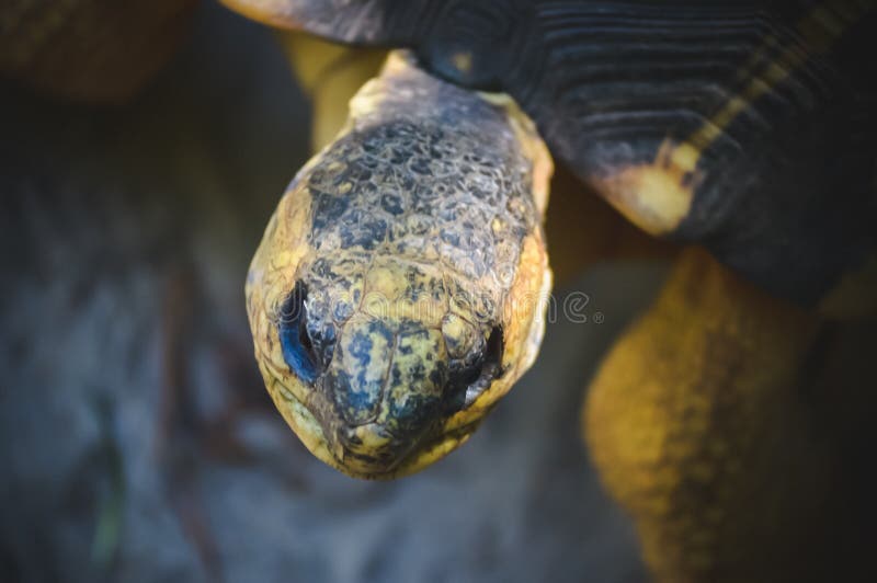 Turtle Facing the Camera - Acanthochelys Stock Image - Image of concept ...