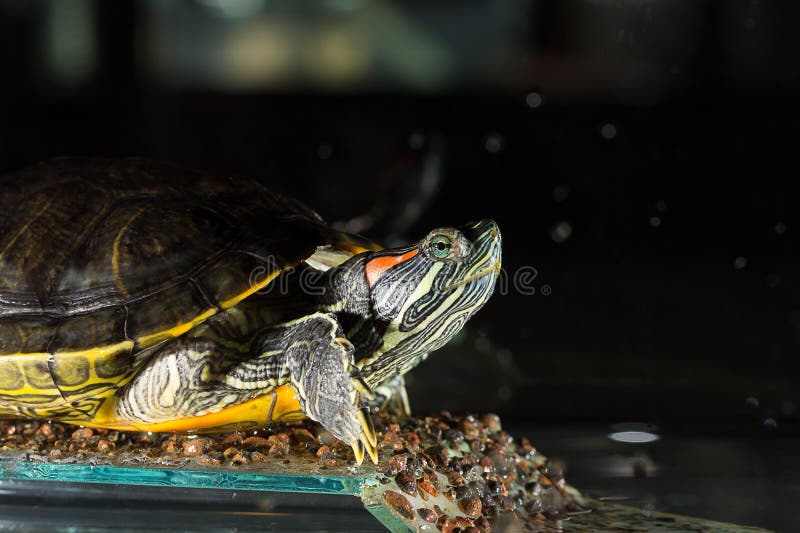 Young turtle stock photo. Image of home, colors, nose - 55183182