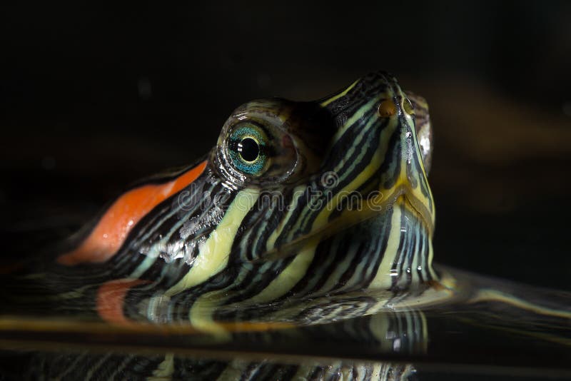 Young turtle stock photo. Image of outdoors, head, life - 55183186