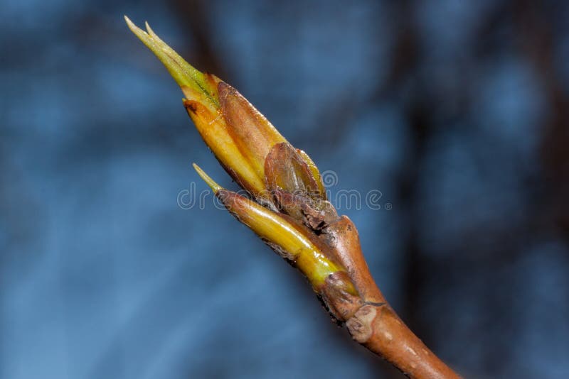 Young Twig of Blossoming Poplar Tree. Populus Canadensis Stock Image ...