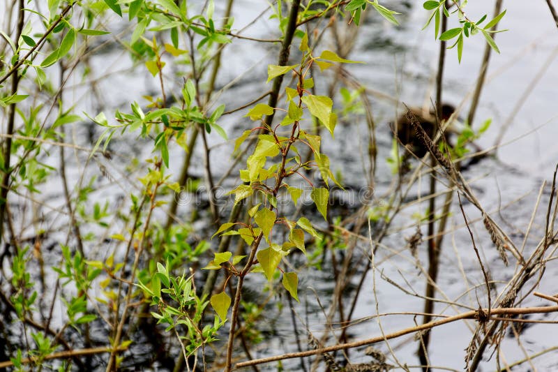 Young Twigs with Green Leaves Over River Water in Spring Stock Image ...