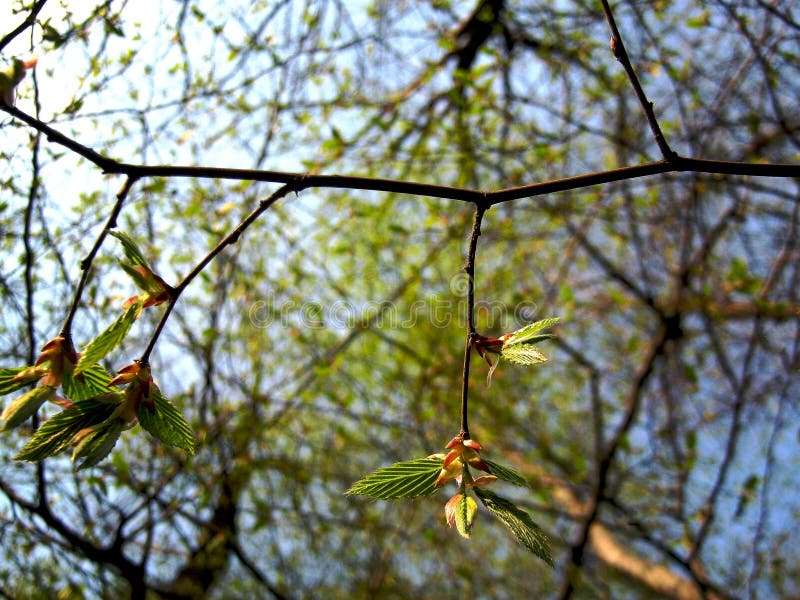 Young twigs stock image. Image of young, grow, branches - 85900905